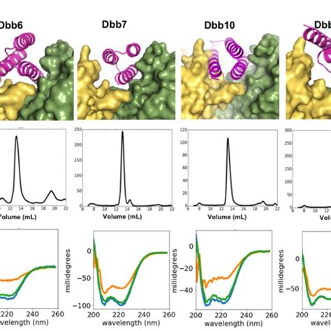 Darc Mimetics A Model Of The Designed Protein Occupying The Dbp Darc Download Scientific