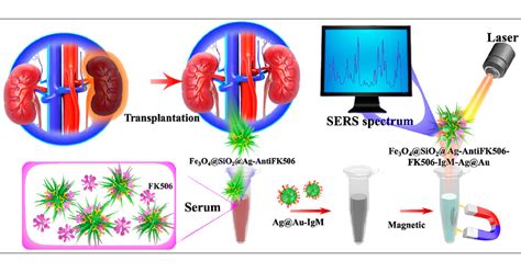 Ultrasensitive Sandwich Type Sers Biosensor Based Dual Plasmonic