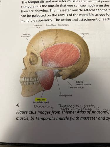Axial Muscles Flashcards Quizlet