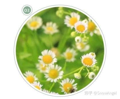 颜值与实力并存的花类药 知乎