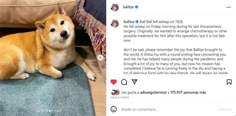Internet está de luto Muere Cheems el perrito de los memes