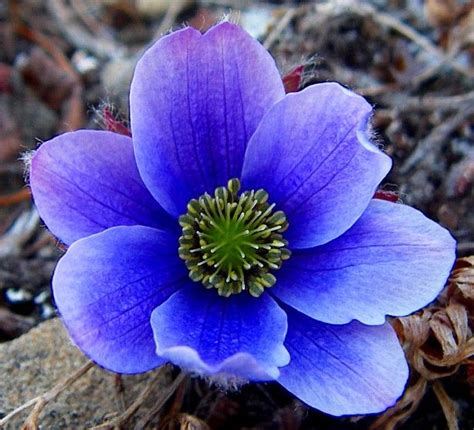 Arctic 1000 Flower Characteristics Of The High Arctic Arctic Flowers