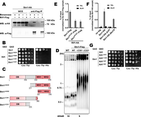 Figures And Data In Telomere Length Regulation By Rif1 Protein From