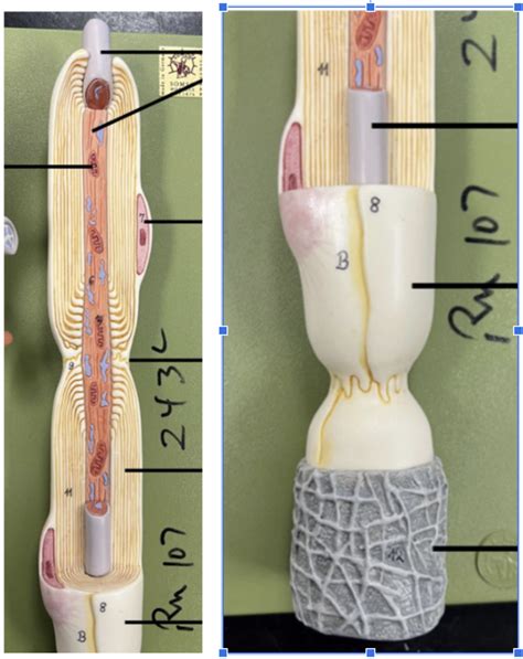Neuron 3 Diagram Quizlet