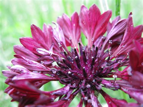 Canon Powershot A2000 Is Sample Photo Maznjchxbg Explorecams