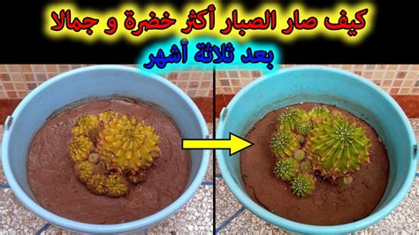 كيف يصير الصبار أكثر خضرة تحول صبار القنفذ اكينوبسيس من اللون
