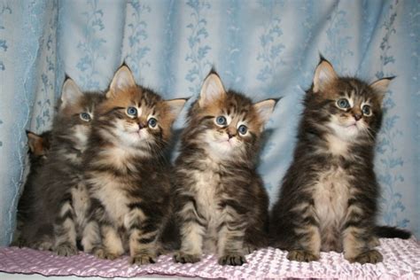子猫の画像。沢山種類集めてみました。ドキュン画像大放出 猫画像どっと 猫ブログ