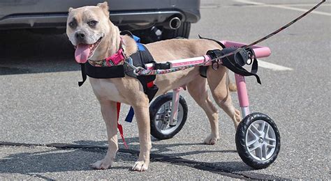 How To Adjust A Walkin Wheels Dog Wheelchair To Best Fit Your Dog