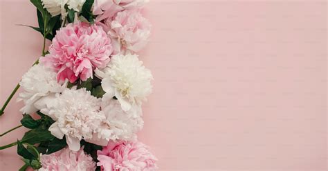 세련 된 모란 플랫 누워 분홍색과 흰색 모란은 텍스트를위한 공간이있는 파스텔 분홍색 종이에 접해 있습니다 해피 어머니의 날 꽃 인사말 카드 모형 세계 여성의 날