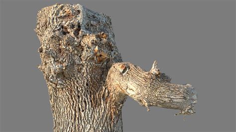 D Model Scanned Tree Trunk TurboSquid D Model Scanned Tree Trunk TurboSquid