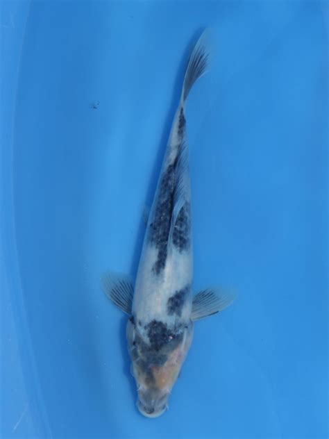 錦鯉 鯉 販売 通販 ネット販売 立て用 当歳 白写り 21cm B111 066 錦鯉販売 株式会社 鱗～うろこ～