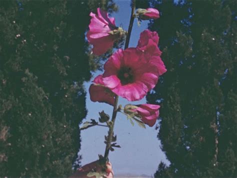 The Flowers Stand Silently Witnessing 2023 Idfa Festival