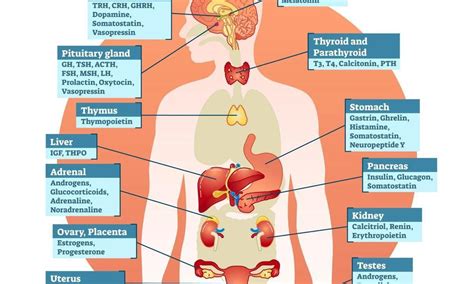 Oscillopsia Paddy Kalish Od Optometrist