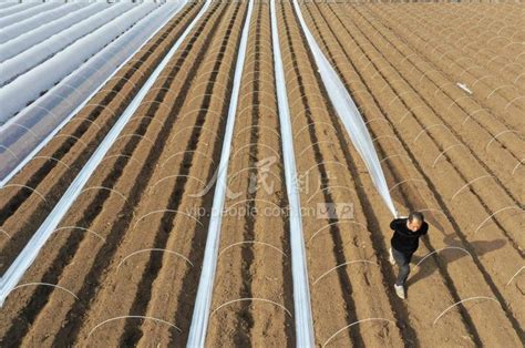 河北玉田：胡萝卜拱棚盖膜忙 人民图片网