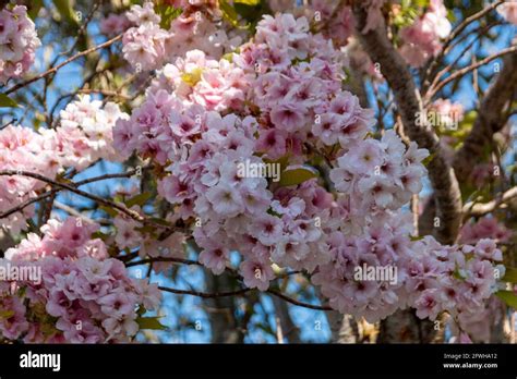 A Close Up View Of The Flowers Of A Japanese Cherry Or Prunus Serrulate