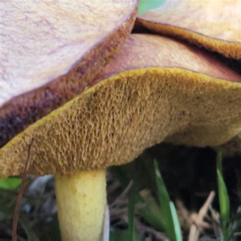 젖비단그물버섯