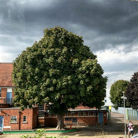 The Brit School Home