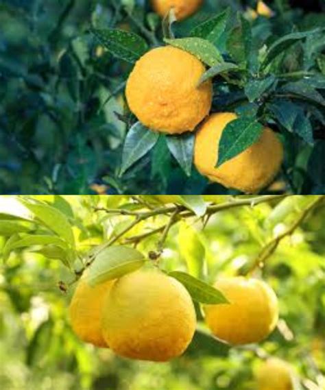 Yuzu Plantación Cultivo Cuidado Y Cosecha Del Cítrico Japonés