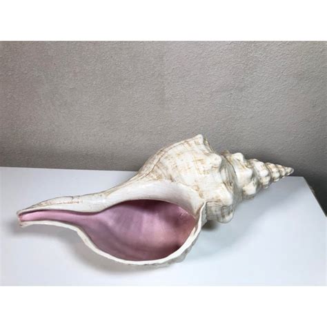 Vintage Decorative Conch Shell Chairish