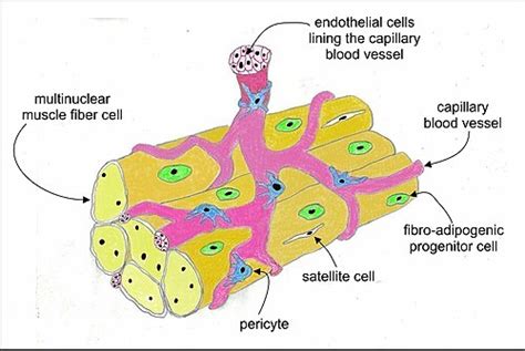 Sarcomere Wikipedia Skeletal Muscle Wikipedia
