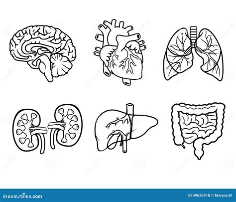 Anatomy Organs Stock Illustration Illustration Of Human 49630418
