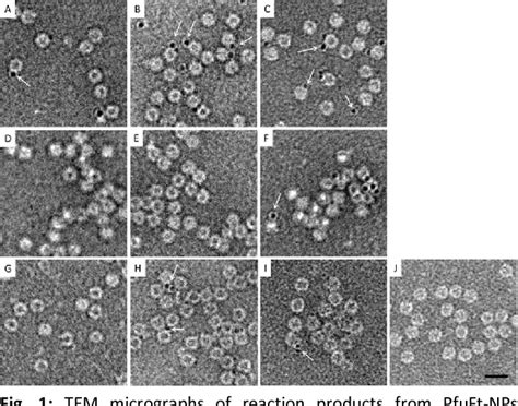 Figure 1 From Visualization Of Stable Ferritin Complexes With Palladium