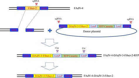 Frontiers A Novel Recombinant Serotype 4 Fowl Adenovirus Expressing Fiber 2 Protein Of Duck