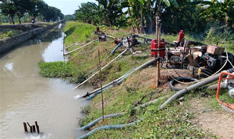 Kementan Lakukan Strategi Jaga Produksi Padi Di Masa El Nino