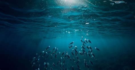 El Fondo Del Océano Profundo Produce Su Propio Oxígeno Y Se Abre El
