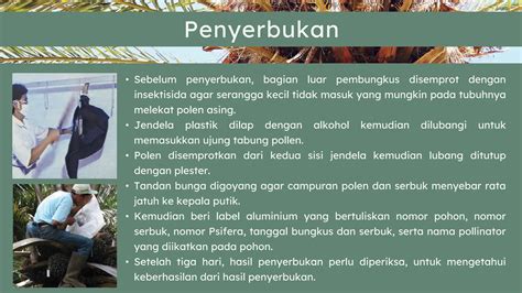 Teknik Persilangan Kelapa Sawit Dan Daftar Varietas Kelapa Sawit PDF
