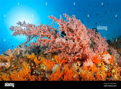 Coral Reef In Backlight Sun Densely Covered With Various Soft Corals