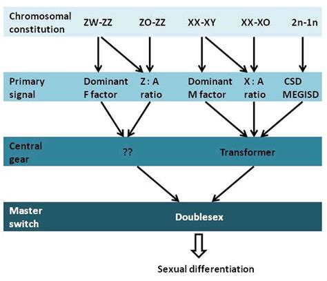 Microbial Manipulation Of Host Sex Determination Beukeboom 2012