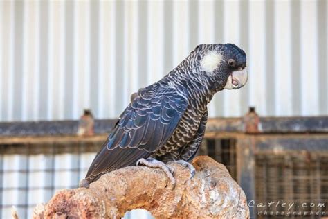 Black Cockatoos Kaarakin Black Cockatoo Centre Western Australia
