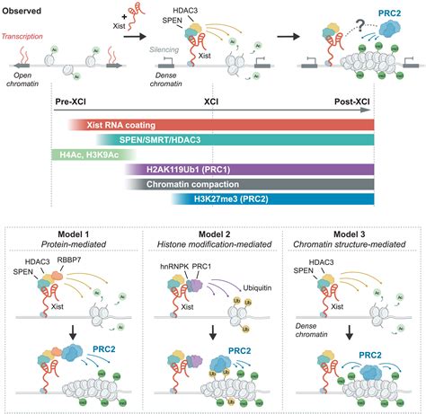 Prc2 Rna Interactions Viewpoint From Jimmy K Guo Mario R Blanco And Mitchell Guttman