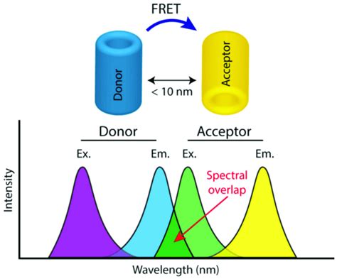 The Density Of States Obtained From The Spectral Overlap Between