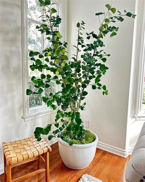 Ficus Triangularis Bonsai Beginner S Guide