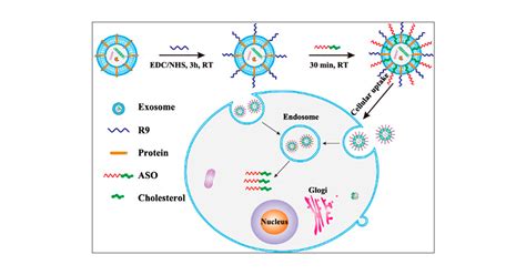 A Novel Peptide Equipped Exosomes Platform For Delivery Of Antisense