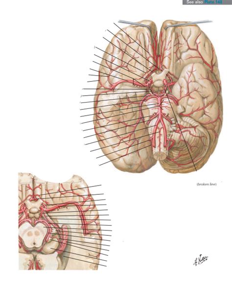 Arteries Of Brain Inferior Views Diagram Quizlet