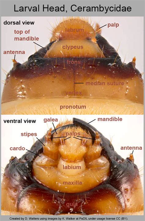 Itp Morphology Diagram