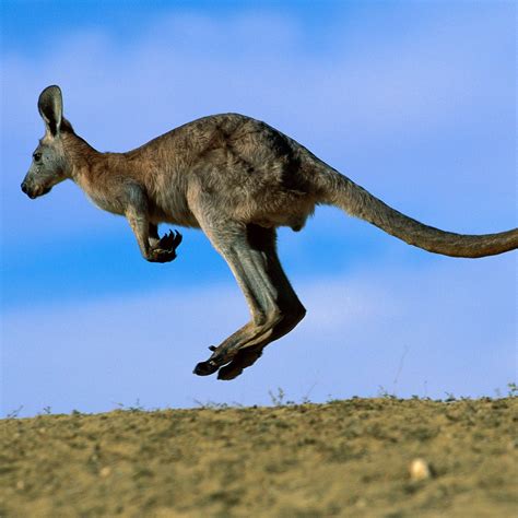 Beuteltiere