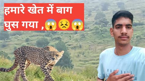 हमारे खेत में बाग घुस गया 😱😱😣 बाल बाल बचे पहाड़ों में बाग का आतंक