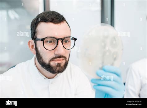 Male Laboratory Assistant Working With Bacteria In Petri Dish In The Bacteriological Department