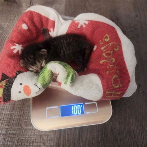 Es Abandoned On A Doorstep Three Frail Kittens Found A Tiny Hero Who