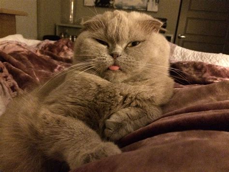 Rosie Sticks Her Tongue Out When She Is Happy Scottish Fold Rosie Cats