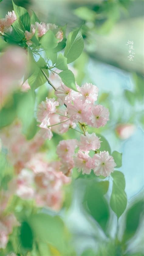 Soft Core Soft Girl Aesthetic Soft Girl Wallpaper Iphone Wallpaper