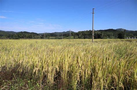 韶关仁化扶溪鸭稻米即将上市 水稻