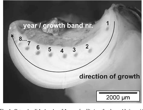 Figure 1 From Is The Umbo Matrix Of Bivalve Shells Laternula Elliptica