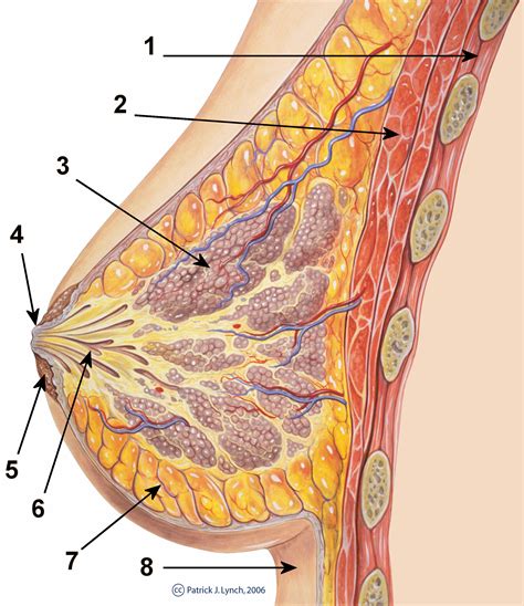 File Breast Anatomy Normal Scheme Png Wikimedia Commons