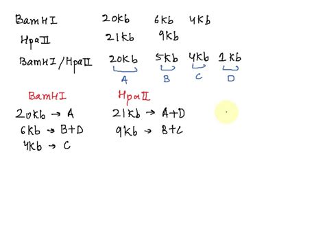 Solved A Linear Piece Of Dna That Is 30 Kb Long Is First Cut With