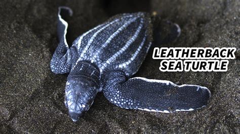 Leatherback Sea Turtle Habitat